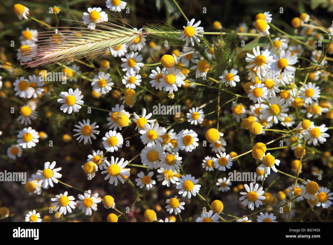 Spring flowers Corinth, Peloponissos, Greece Stock Photo - Alamy