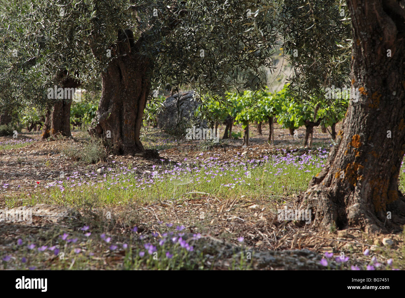 Spring flowers among olive grove, Corinth, Peloponissos, Greece Stock ...