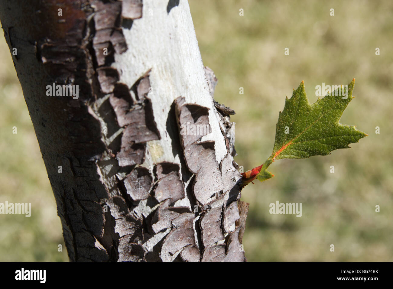 Leaf of Arizona Sycamore (Platanus wrightii Stock Photo - Alamy
