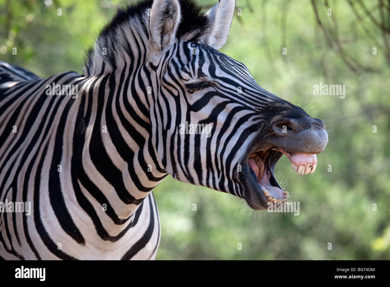 Laughing zebra hi-res stock photography and images - Alamy