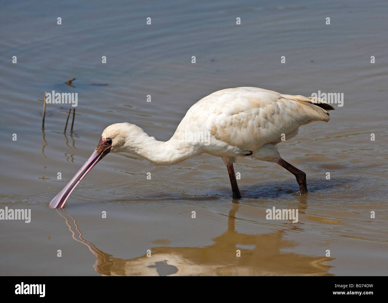 Spoonbill feeding hi-res stock photography and images - Alamy