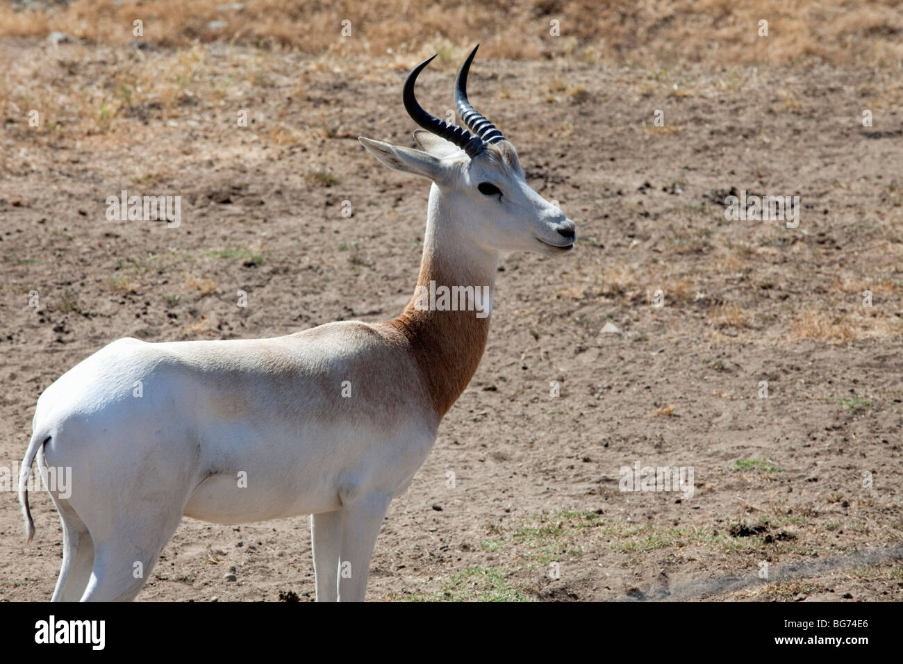 Dama gazelle at Safari West wildlife preserve in Santa Rosa, California ...