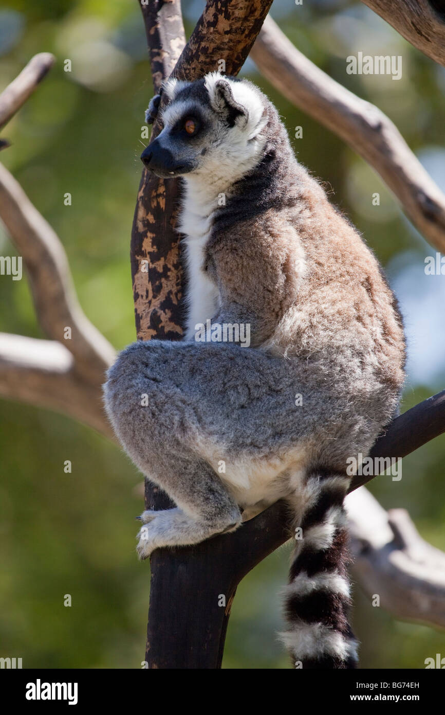 California of lemur hi-res stock photography and images - Alamy