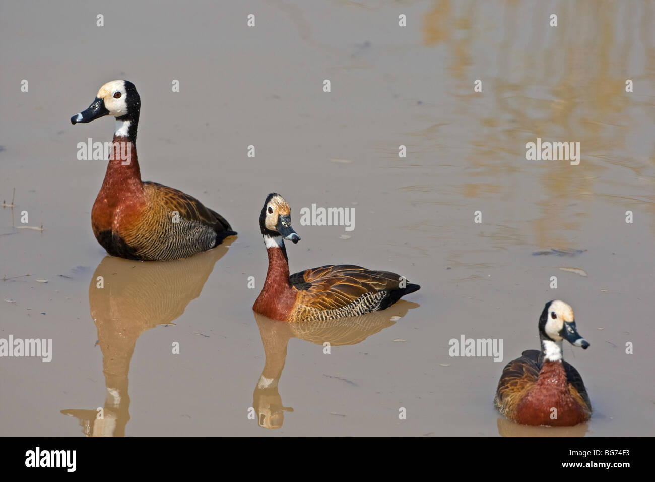 Whitefaced duck hi-res stock photography and images - Alamy