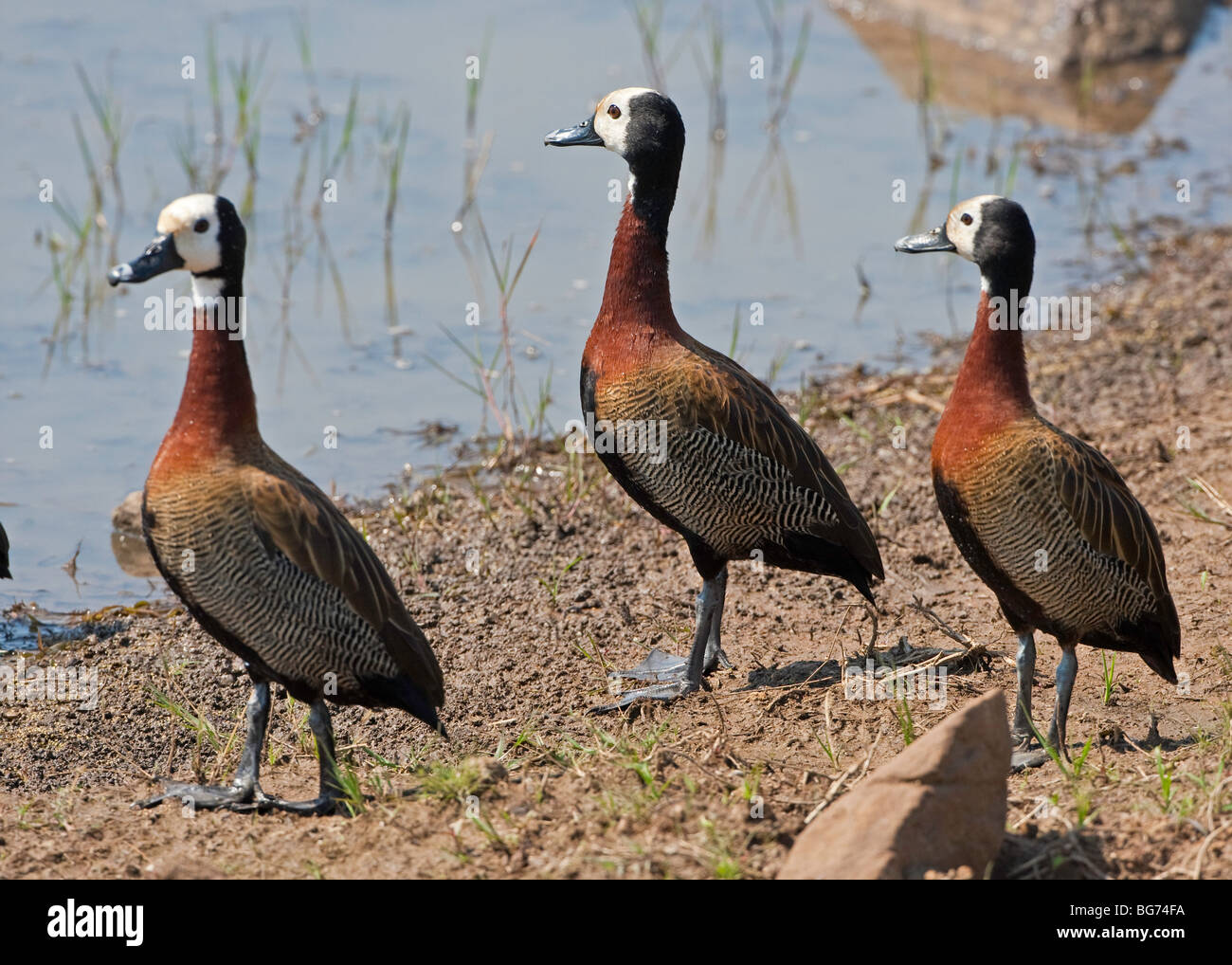 Whitefaced duck hi-res stock photography and images - Alamy