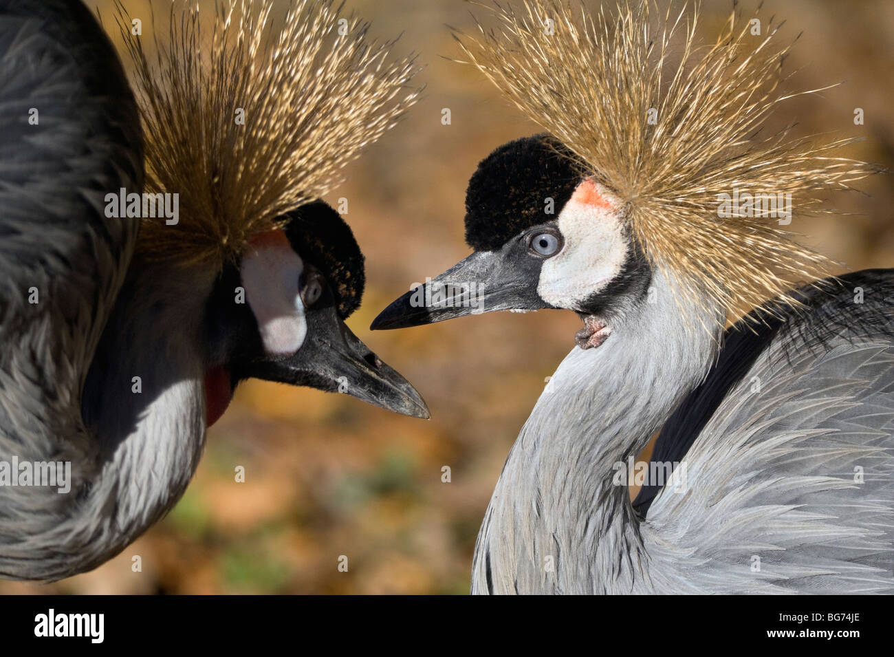 Gruiformes Birds