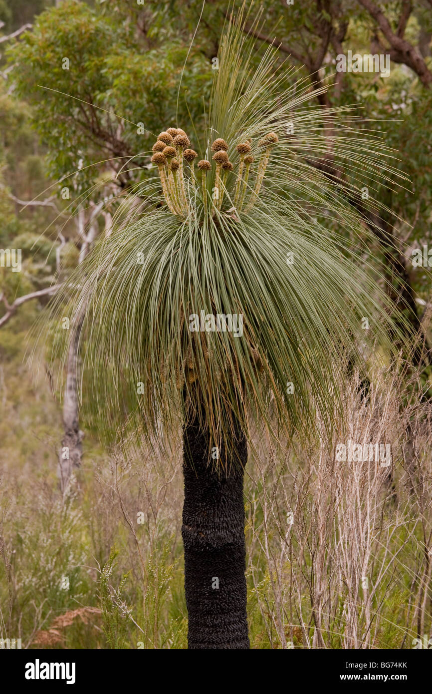 Blackboy plant hi-res stock photography and images - Alamy