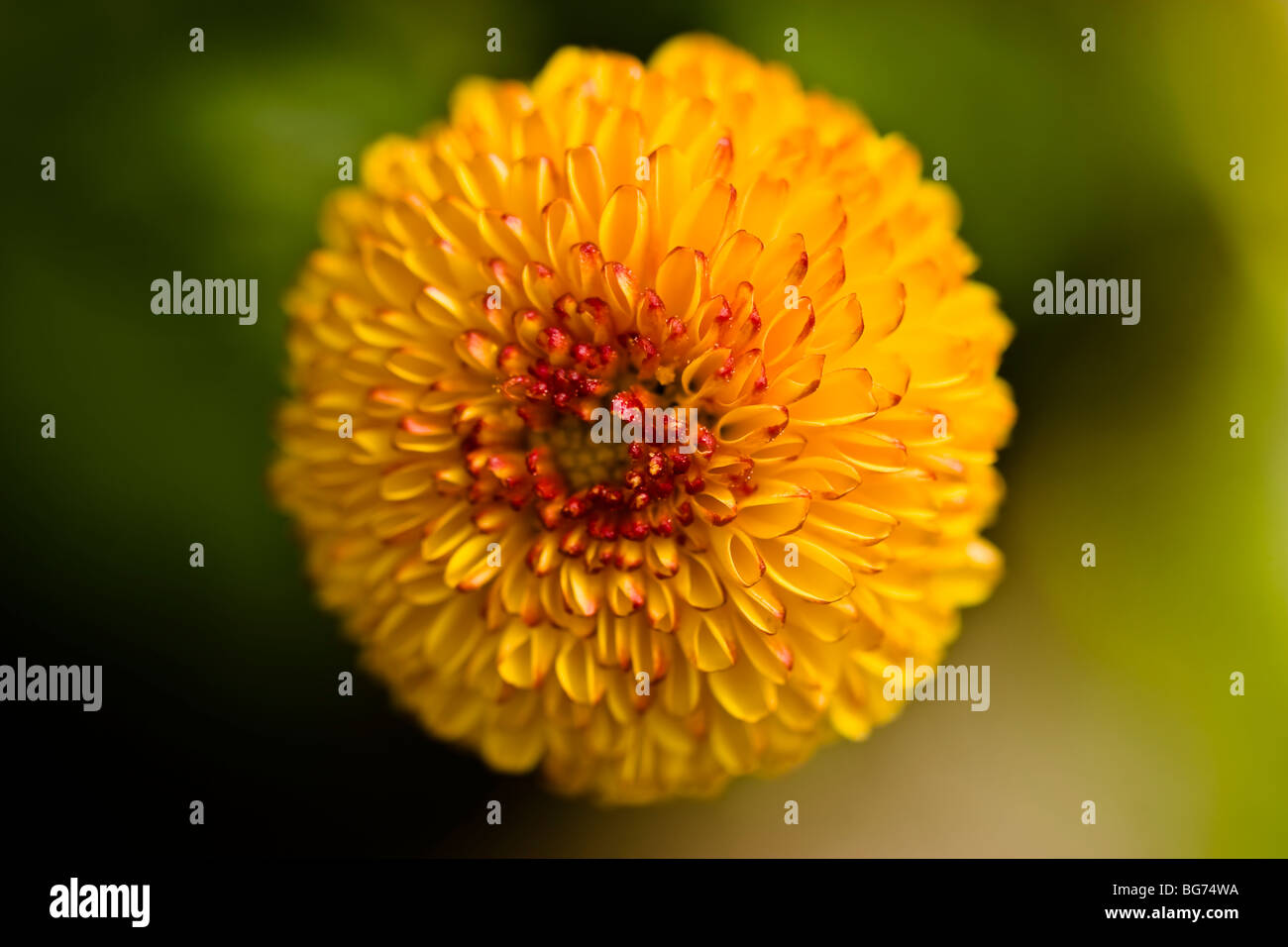 Beautiful small flower Stock Photo - Alamy