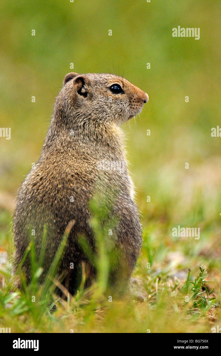 Columbian Ground Squirrel (Spermophilus columbianus) in Glacier ...
