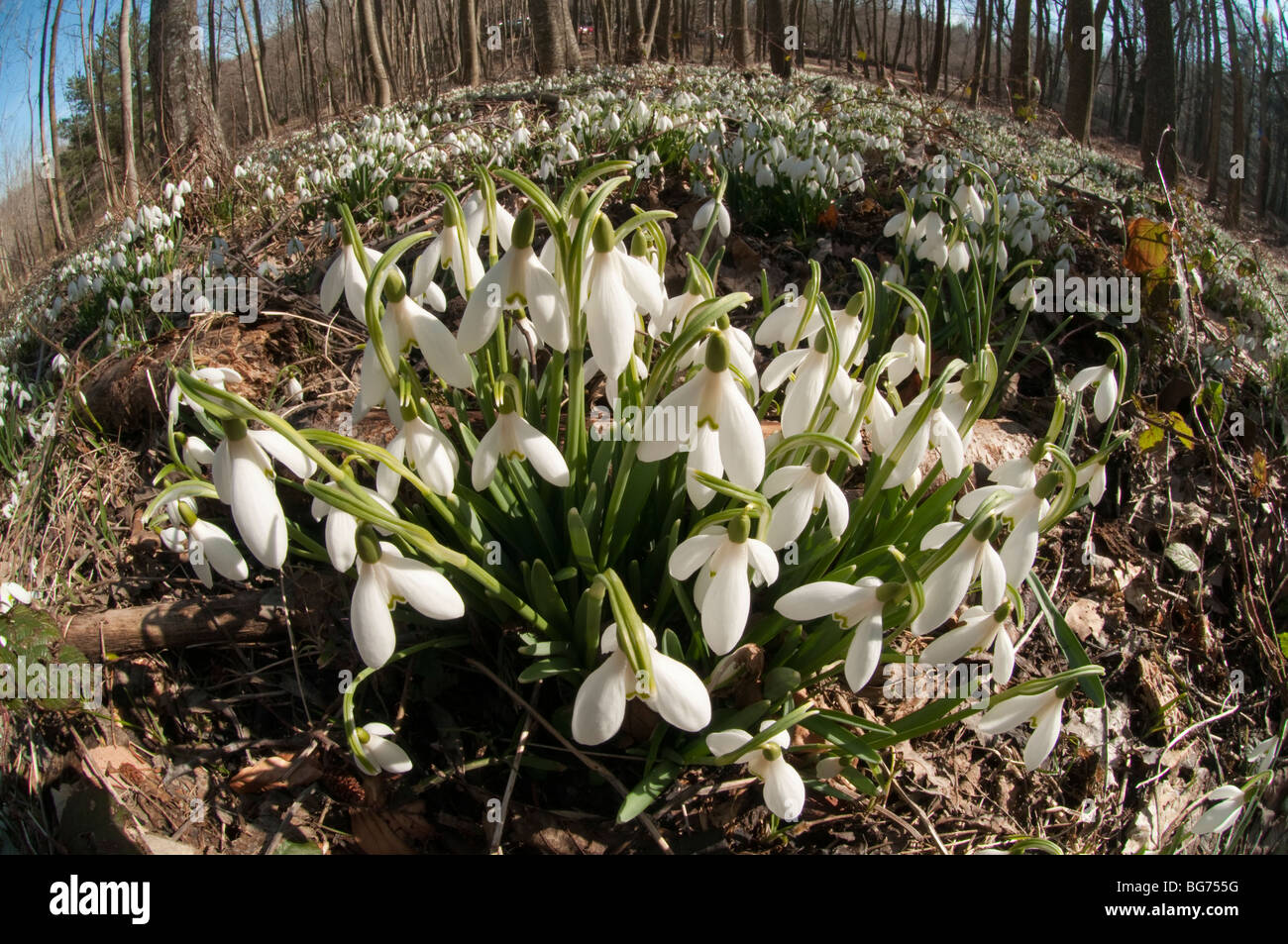 Distorted flower hi-res stock photography and images - Alamy