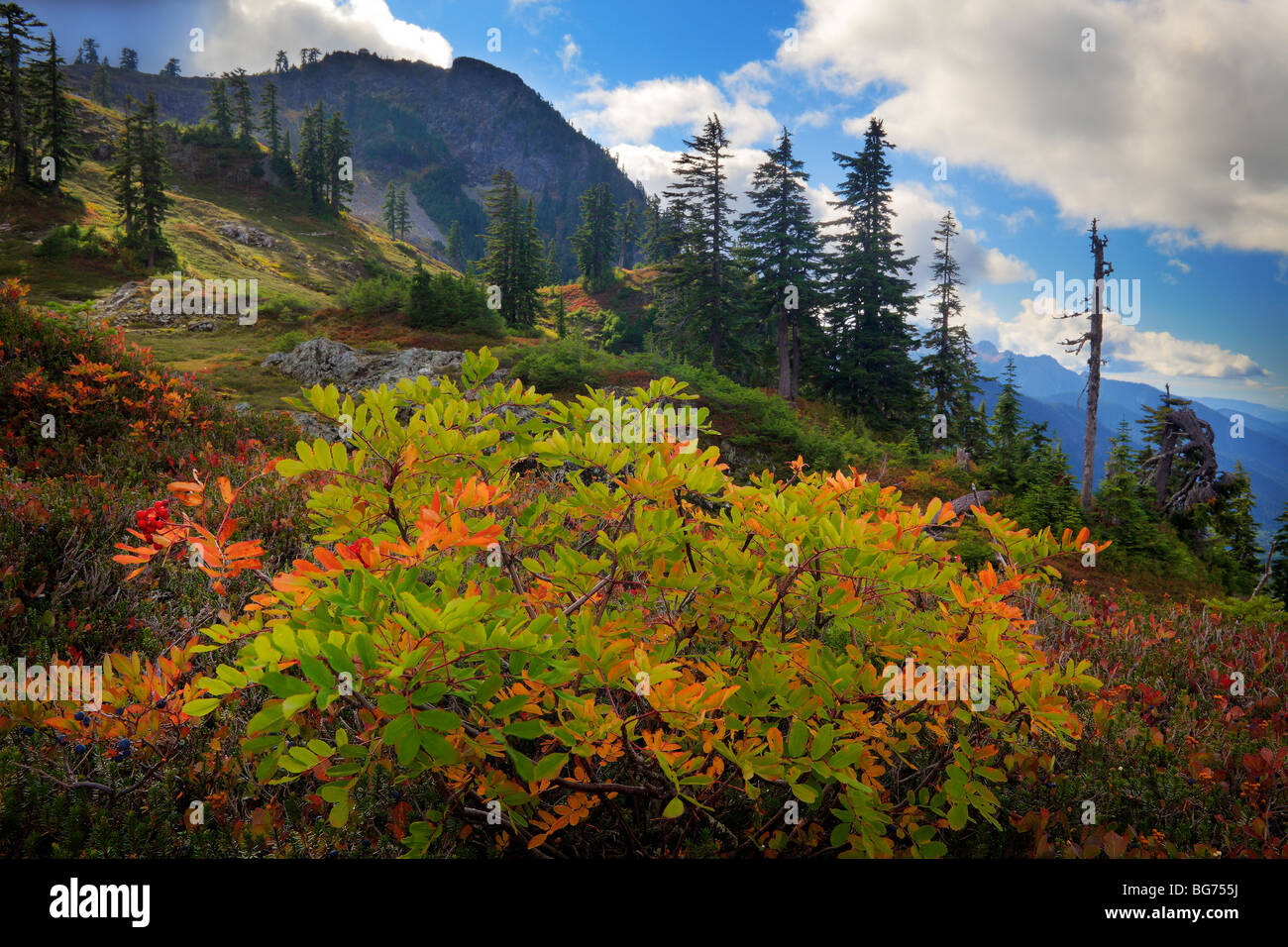Mountain Ash Trees High Resolution Stock Photography and Images - Alamy