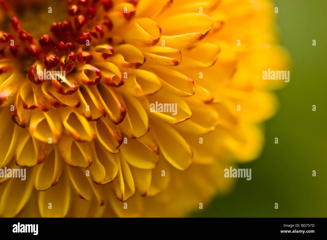 Beautiful small flower Stock Photo - Alamy