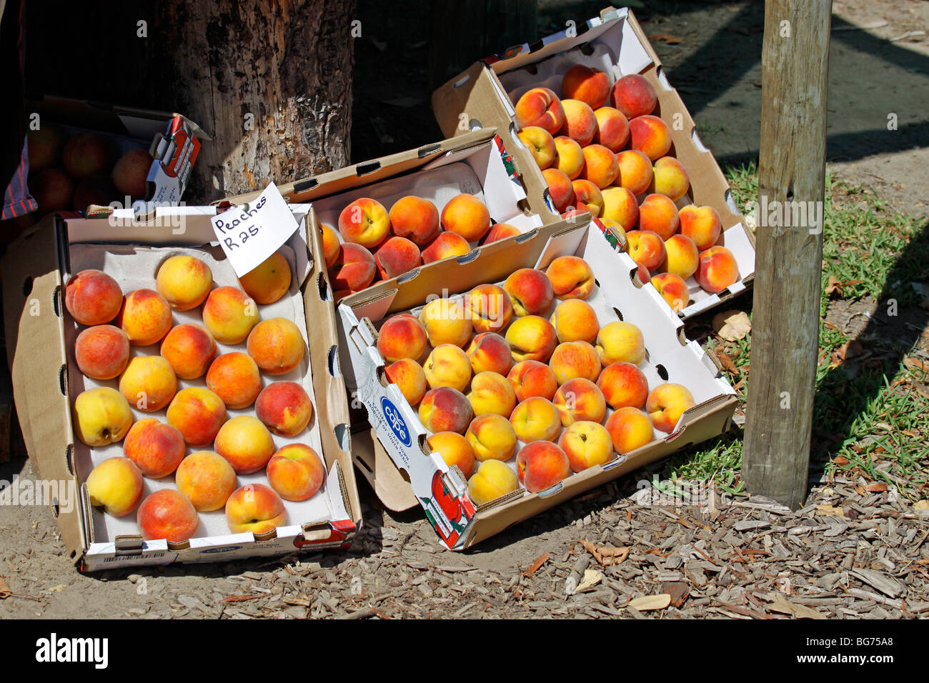 Boxes of peaches displayed at neighborhood market in Tokai, near Cape ...
