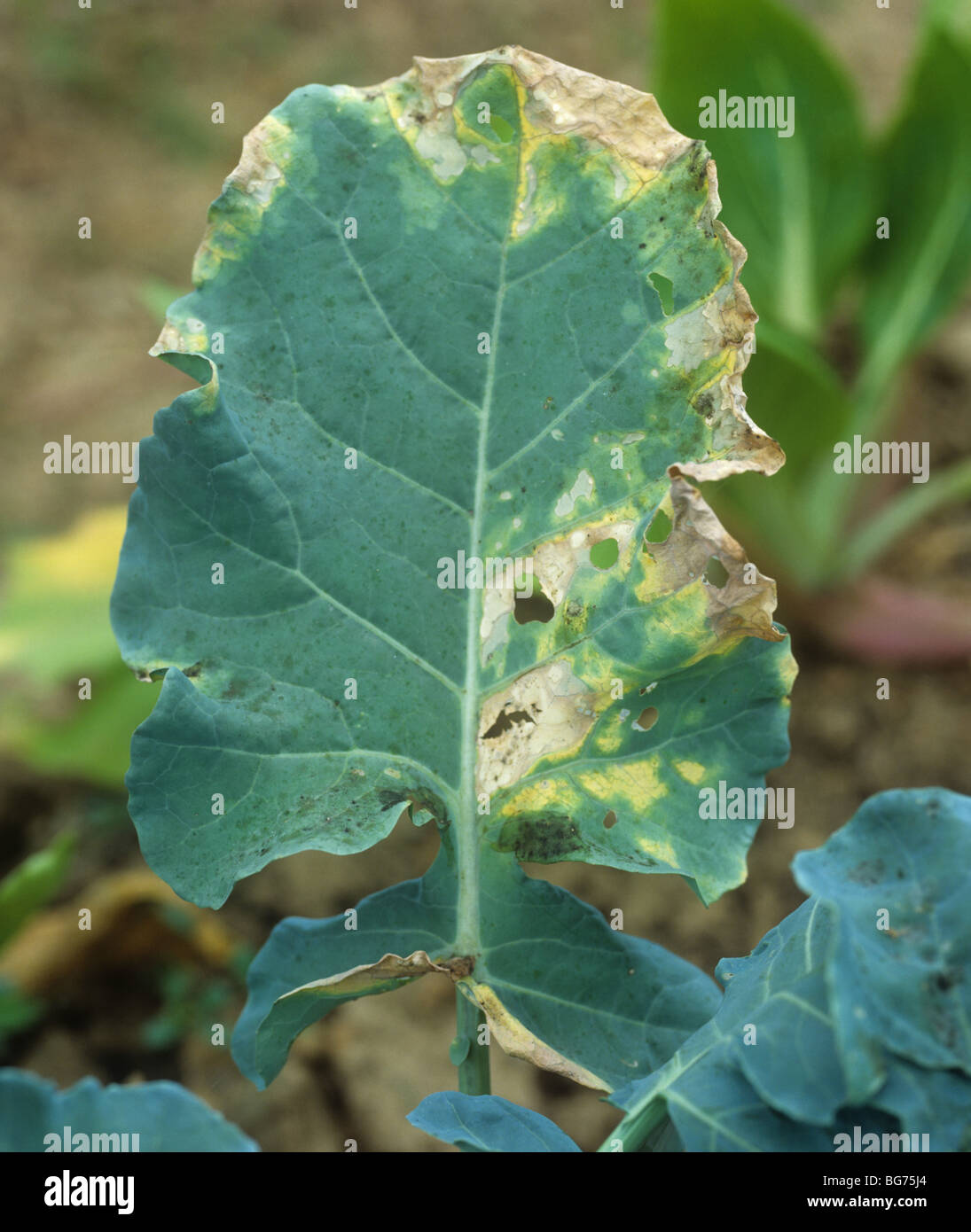 Xanthomonas
