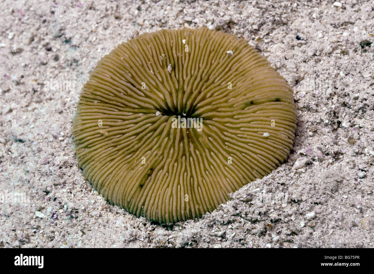 "Mushroom coral", Fungia puamotensis, on sand Stock Photo - Alamy