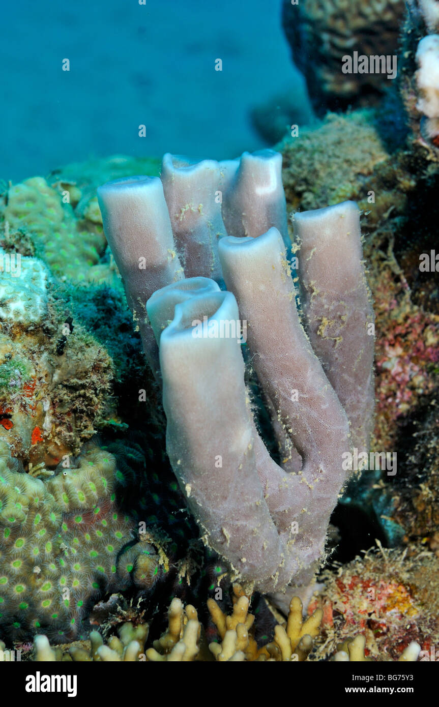 Colonial Tube-sponge, Siphonochalina siphonella, on coral reef Stock ...