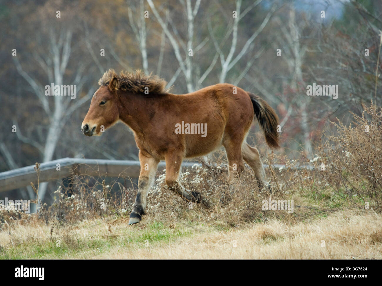 Animal Horse Japan Kiso colt Nagano Japanese Stock Photo - Alamy