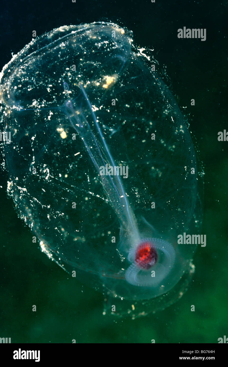 Pelagic tunicate or salp, Vagina salp (Tethys vagina) largest salp ...