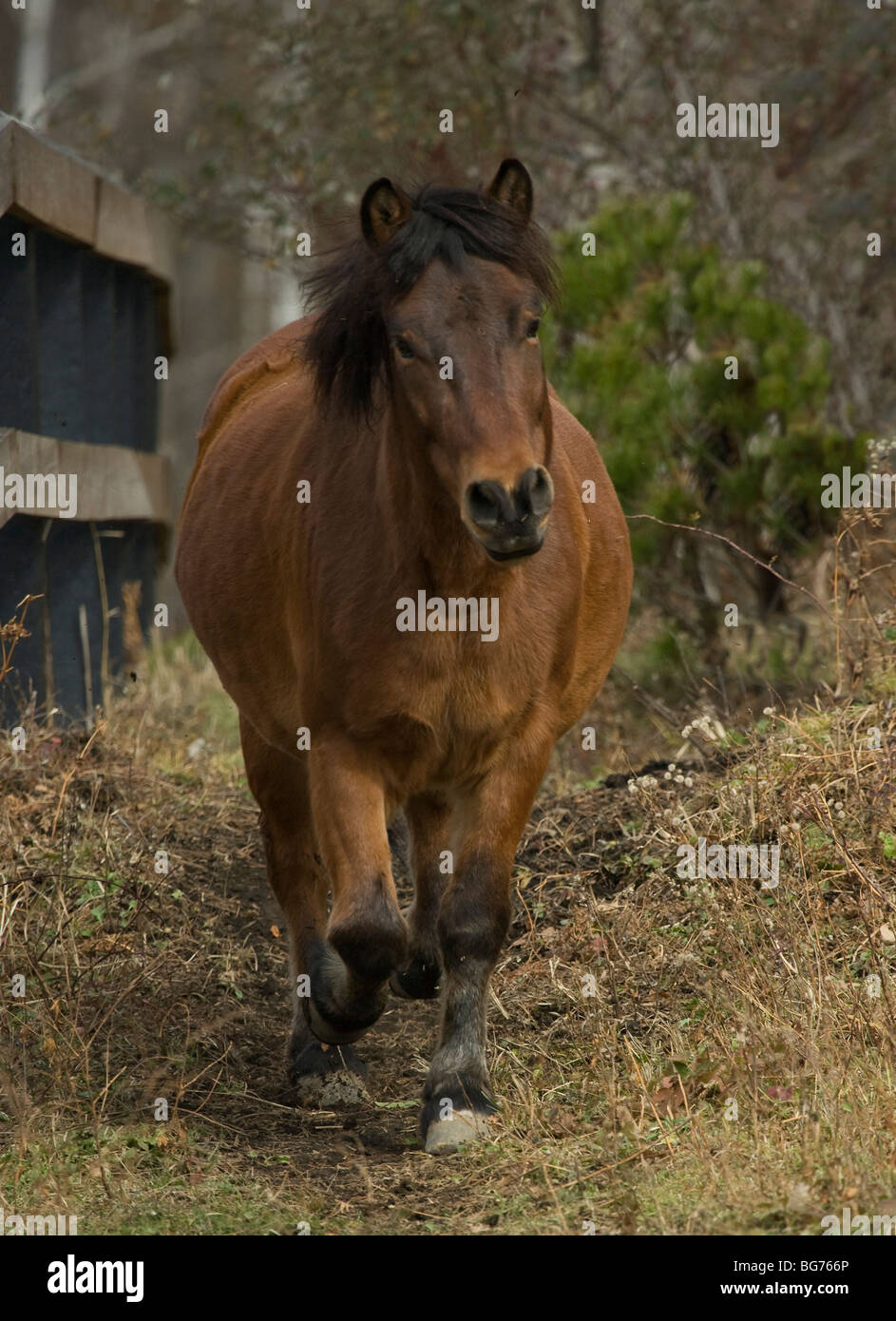Animal Horse Japan Kiso gelding Nagano Japanese Stock Photo - Alamy