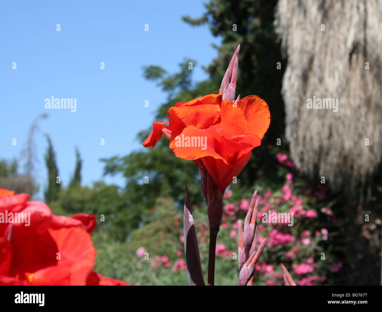 Red Canna (or Canna lily Stock Photo - Alamy