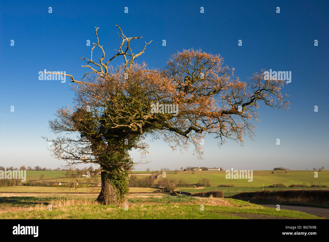 Ancient oak tree hi-res stock photography and images - Alamy