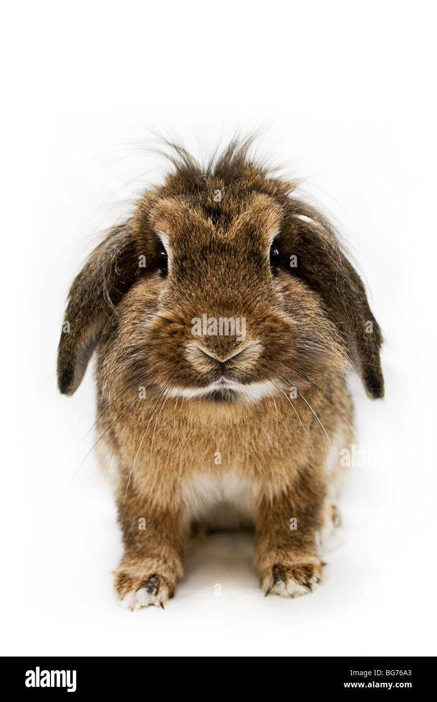 Lop eared rabbit hi-res stock photography and images - Alamy