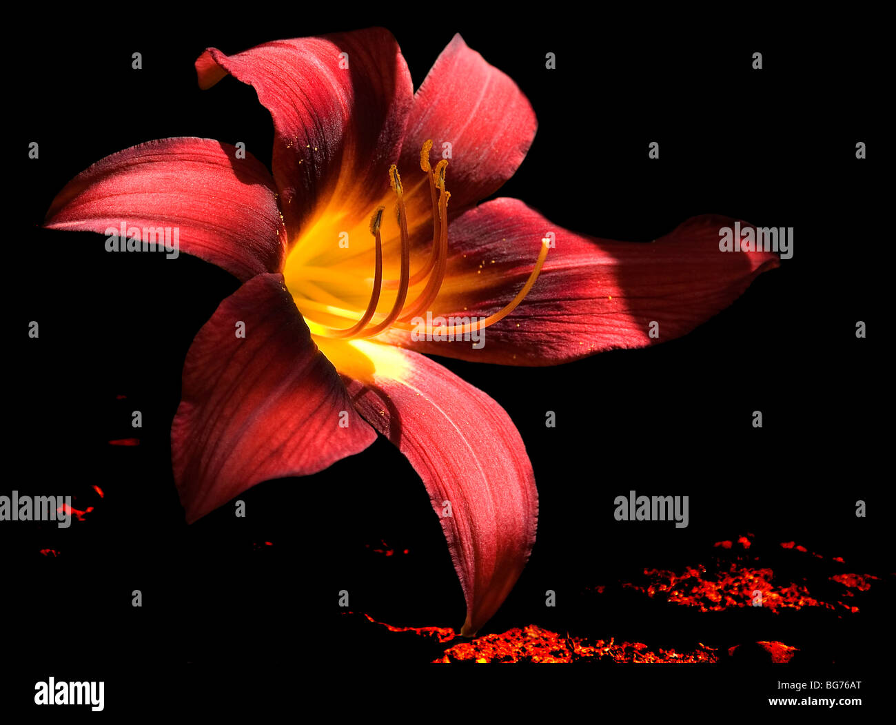 Red lily hi-res stock photography and images - Alamy