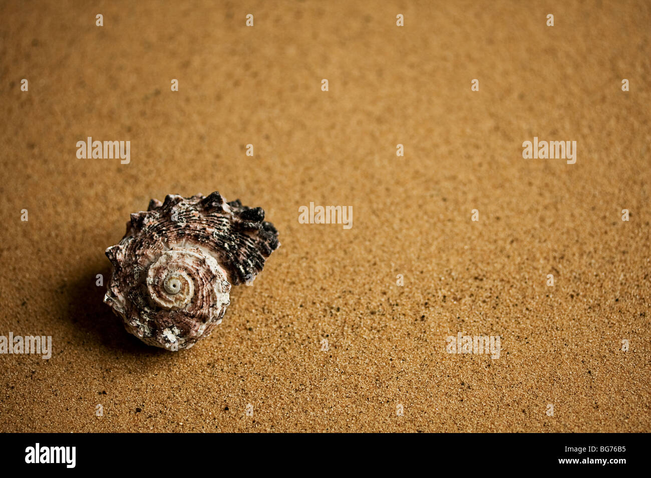 Photograph of a sea shell on sand Stock Photo - Alamy