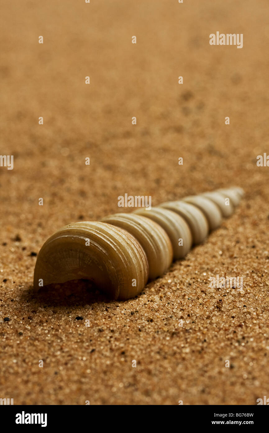Photograph of a sea shell in sand Stock Photo - Alamy