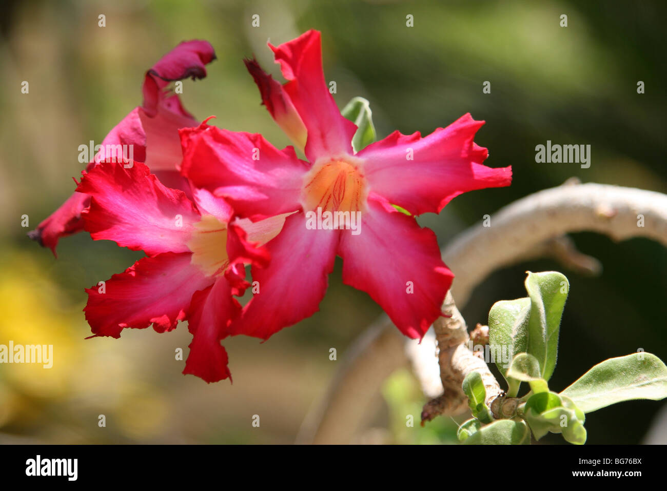 Red lily hi-res stock photography and images - Alamy