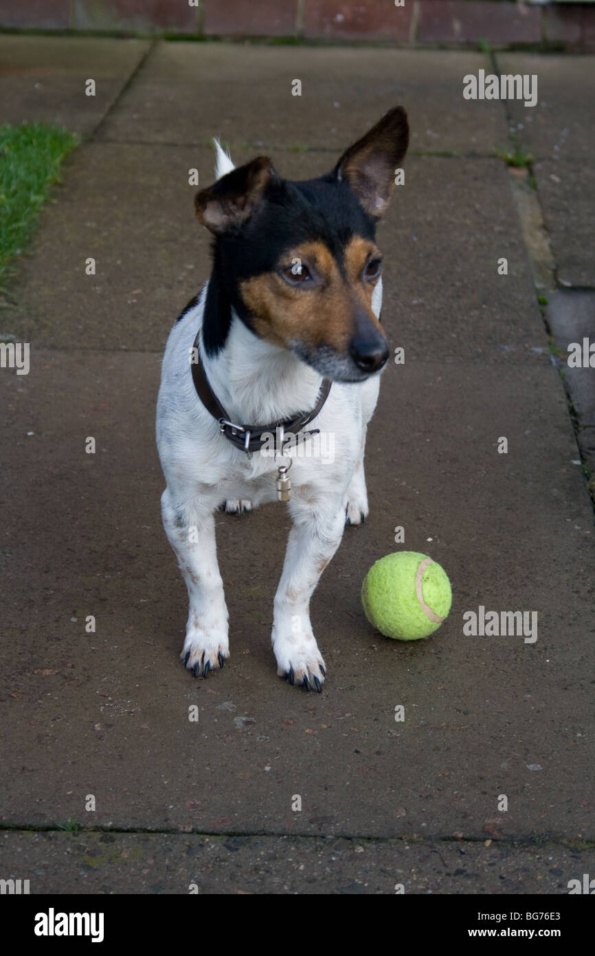 Miniature jack russell hi-res stock photography and images - Alamy