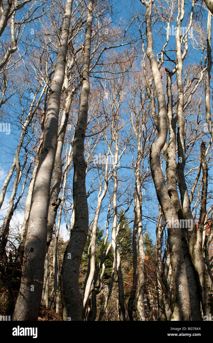 Landscape near Waterfall d'Orgon, Col de la Broue, Cevennes, France ...