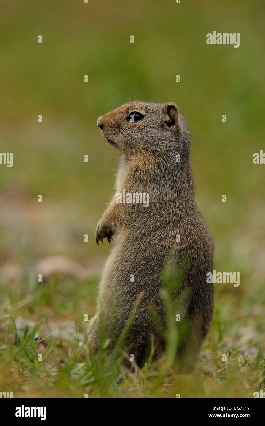 Columbian Ground Squirrel (Spermophilus columbianus) in Glacier ...