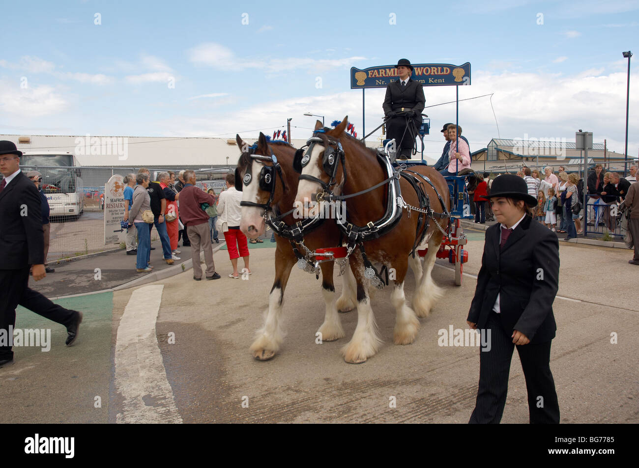 Traditional shire horses hi-res stock photography and images - Alamy