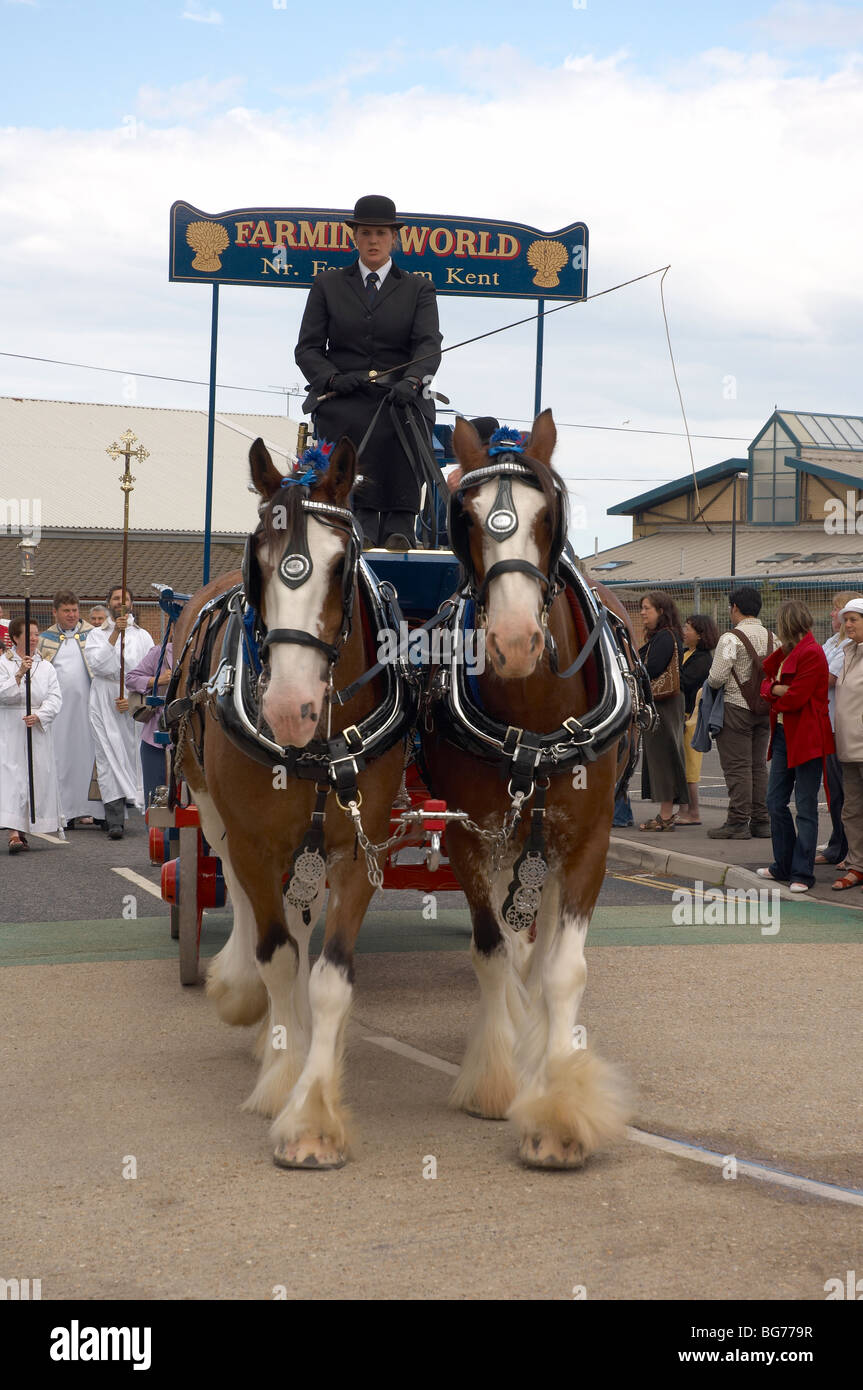 Traditional shire horses hi-res stock photography and images - Alamy