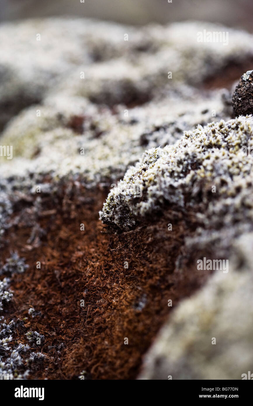 Closeup of moss Stock Photo - Alamy