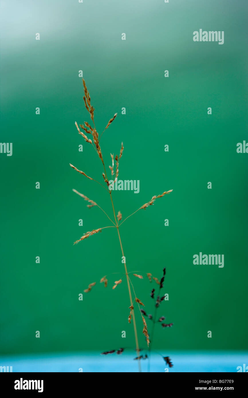 Strew hi-res stock photography and images - Alamy