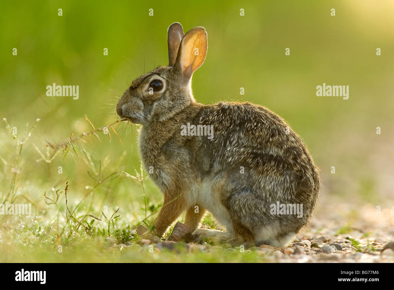 Cottontail hi-res stock photography and images - Alamy