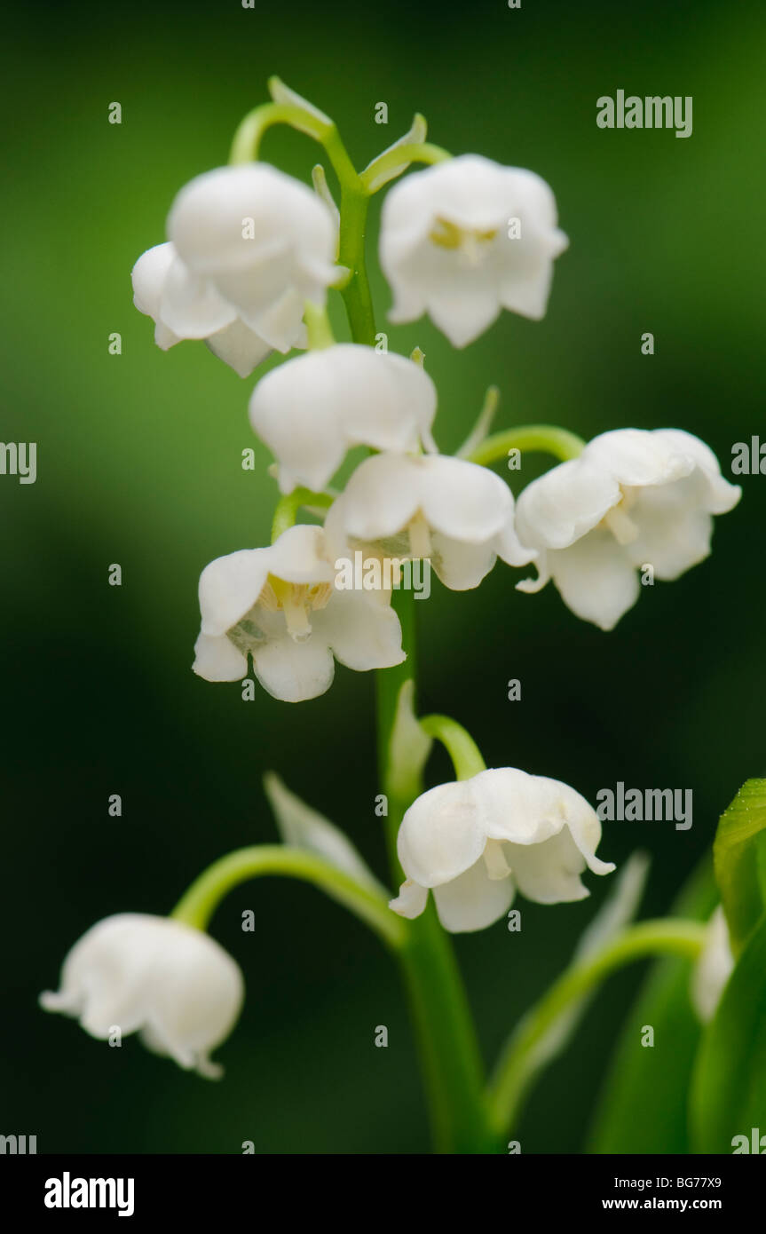 Planta lilly hi-res stock photography and images - Alamy