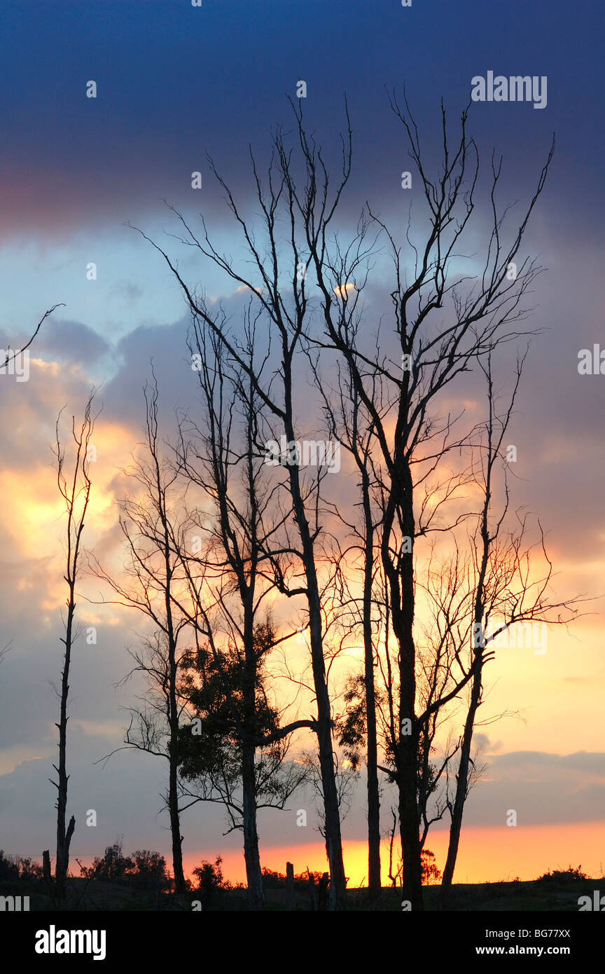 Israel, Negev, deciduous tree with no foliage at sunset Stock Photo - Alamy
