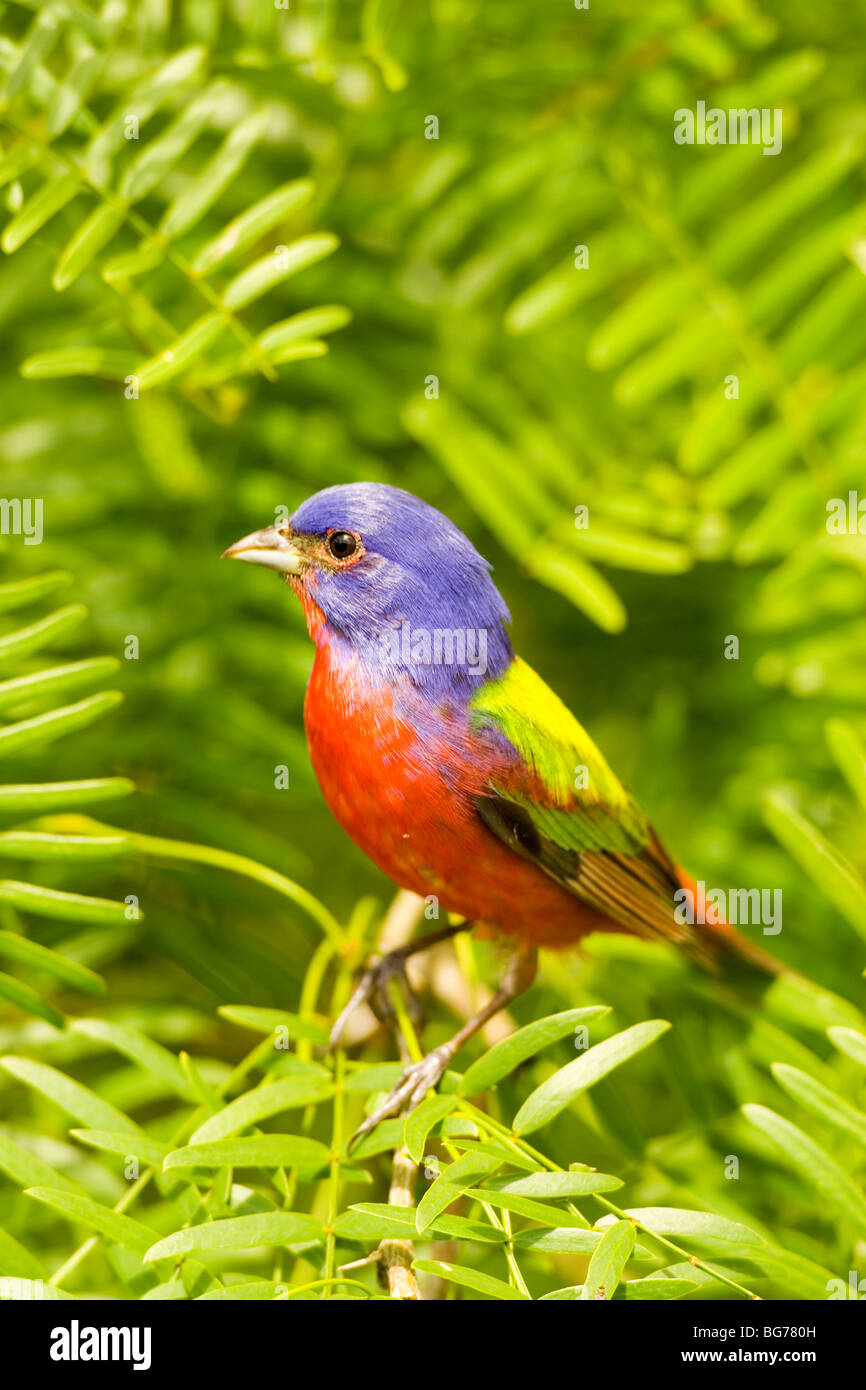 Painted bunting hi-res stock photography and images - Alamy