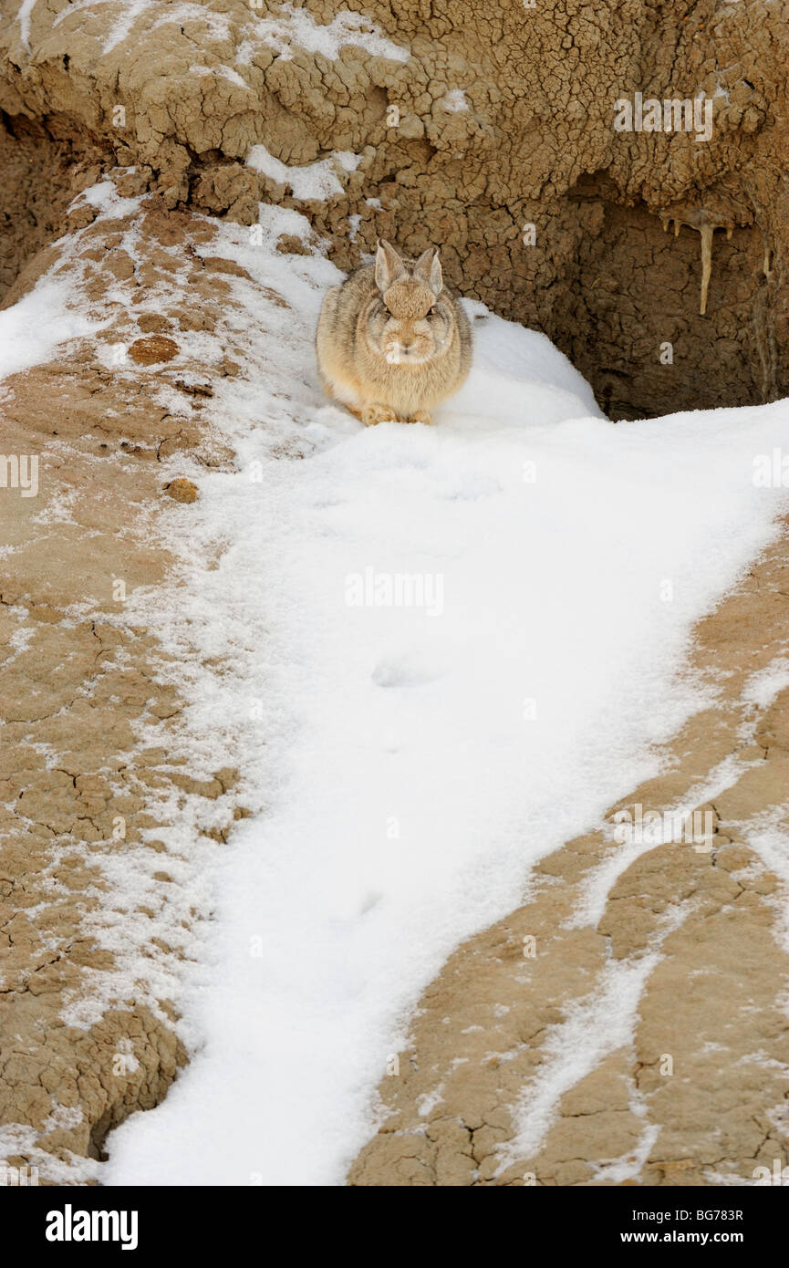 Nuttall’s Cottontail (Sylvilagus nuttallii) in winter habitat Theodore ...