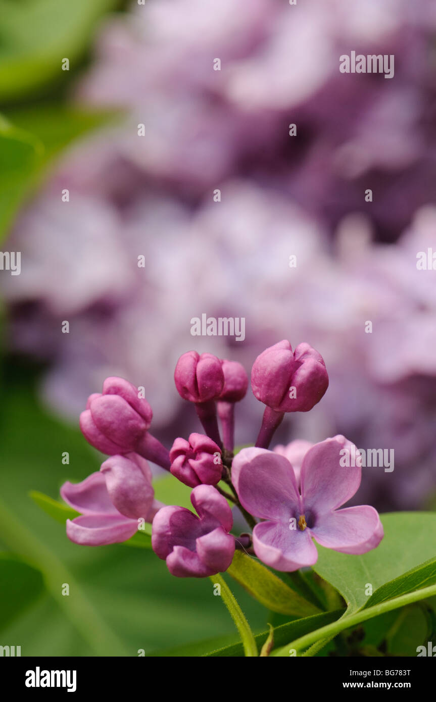 Closeup of Lilac inflorescence (Syringa vulgaris Stock Photo - Alamy