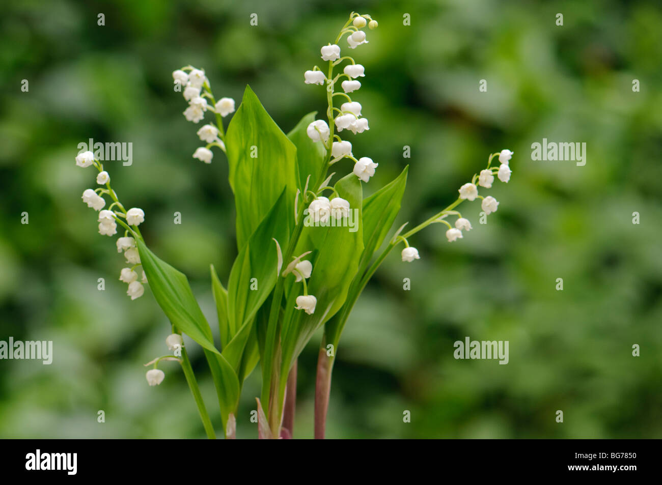 Planta lilly hi-res stock photography and images - Alamy