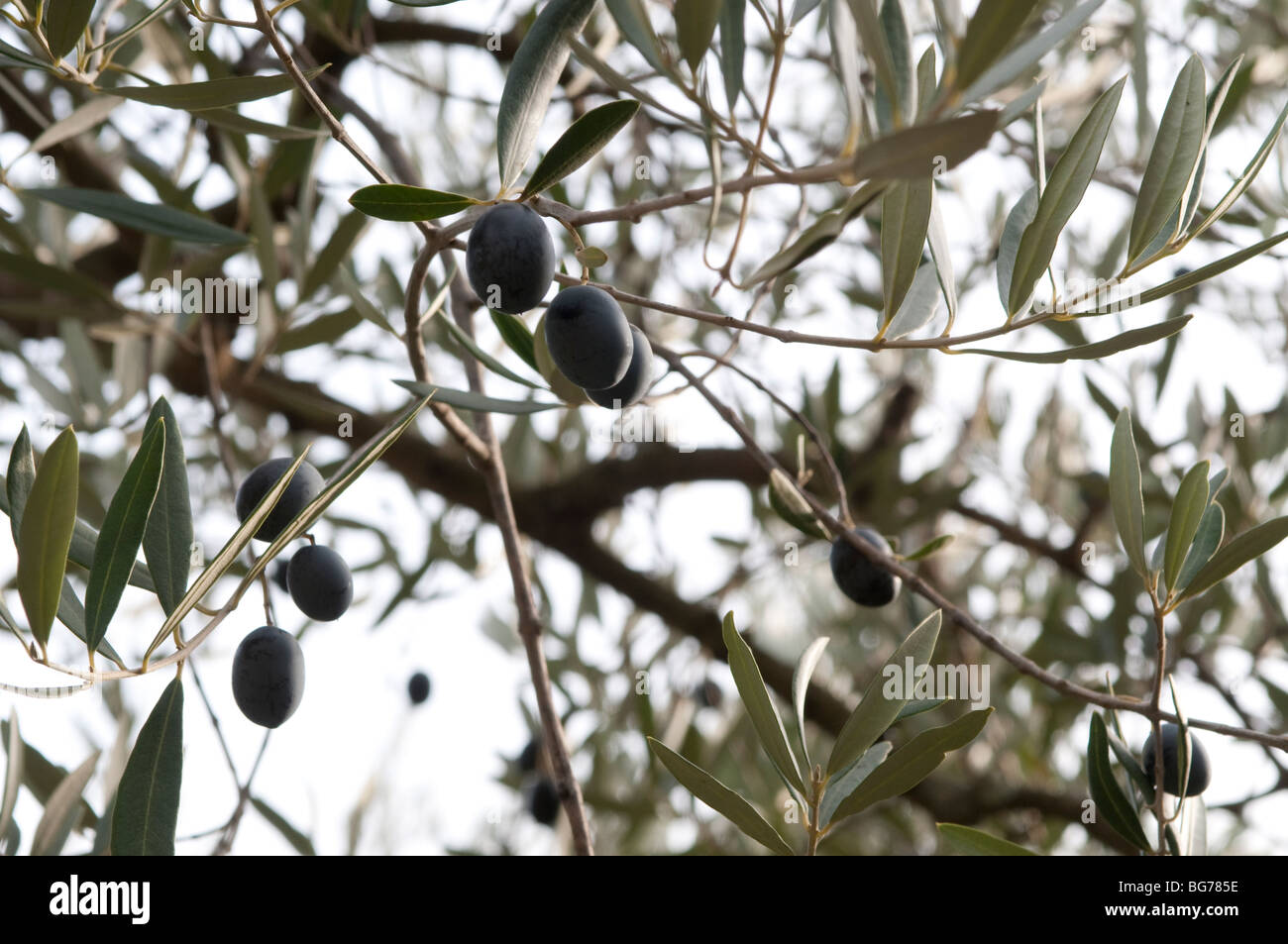Olive tree france hi-res stock photography and images - Alamy