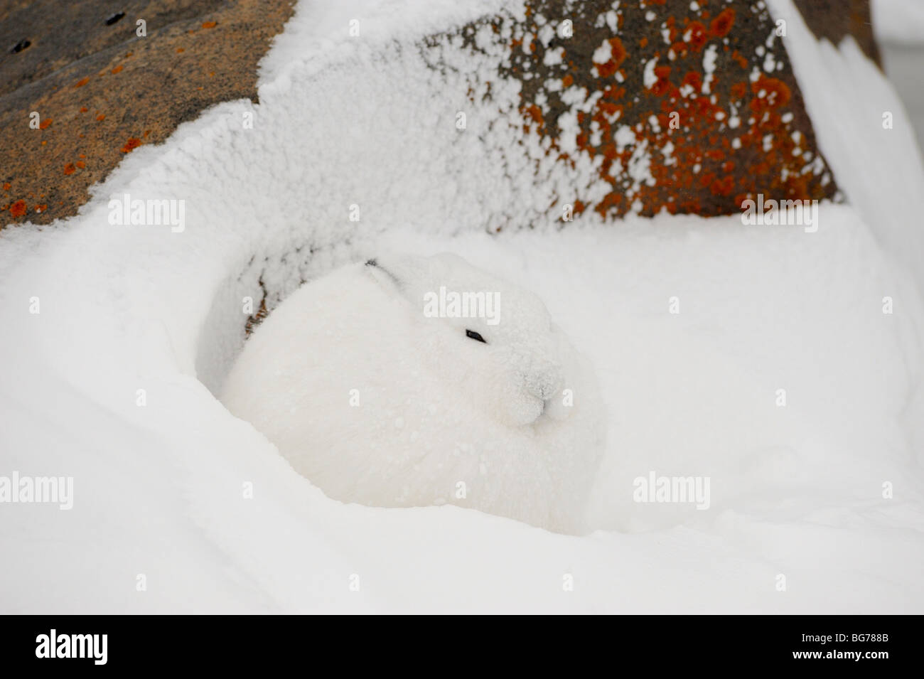Arctic Hare (Lepus arcticus) Taking refuge from wind in lee of boulder ...