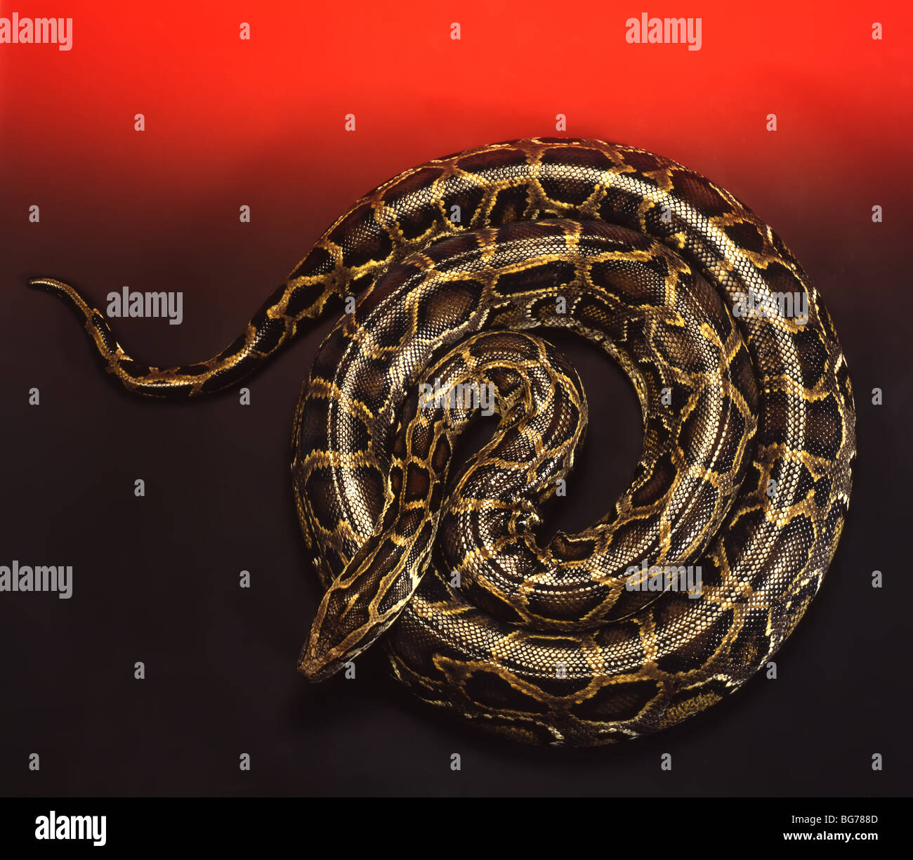 Royal python on red black background Stock Photo - Alamy
