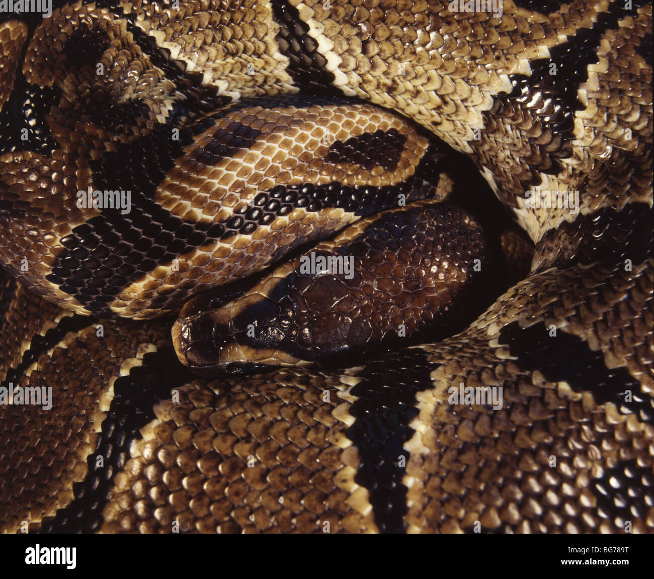 convolving royal python and his scale as background Stock Photo - Alamy