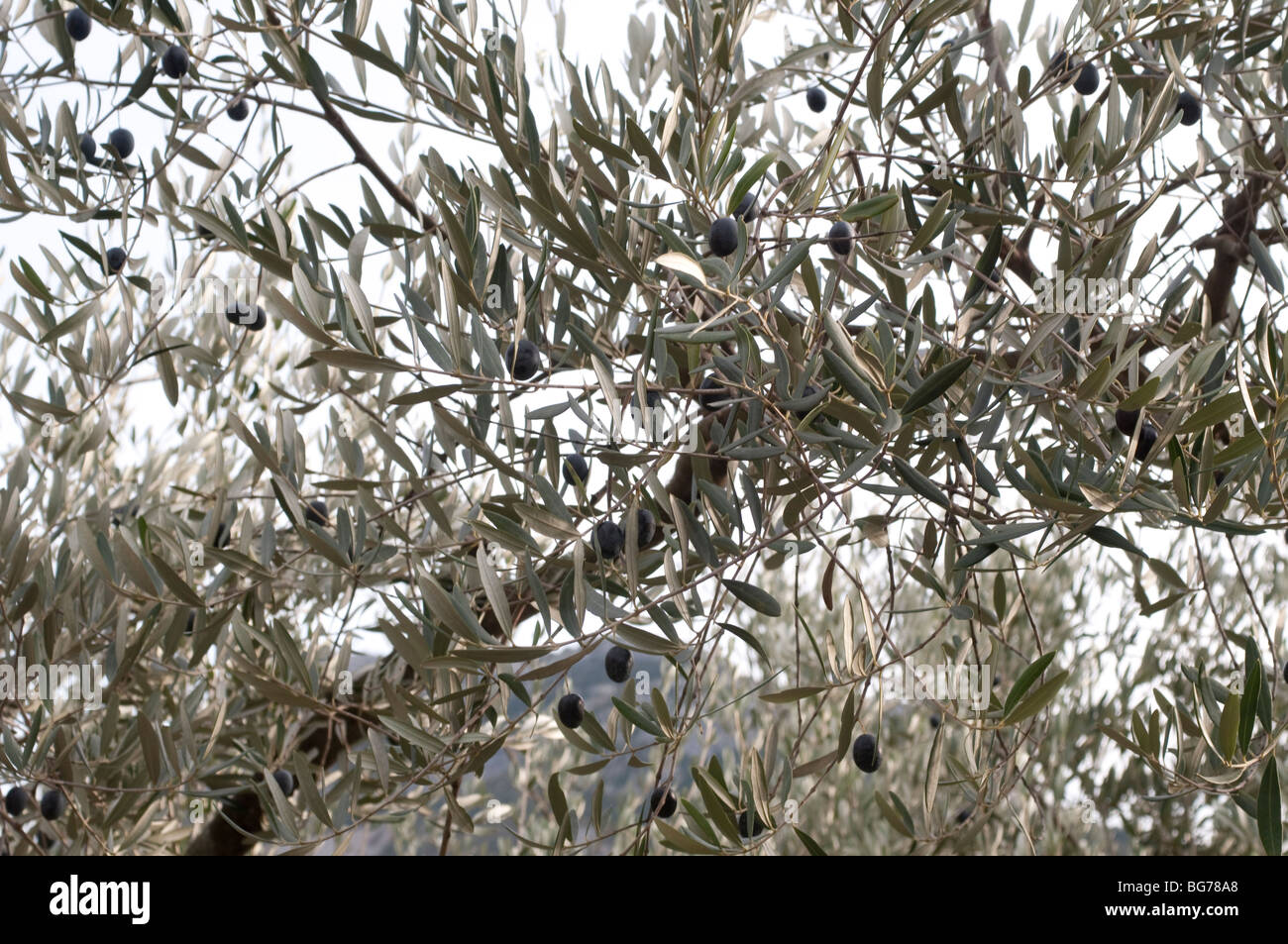 Olive tree france hi-res stock photography and images - Alamy