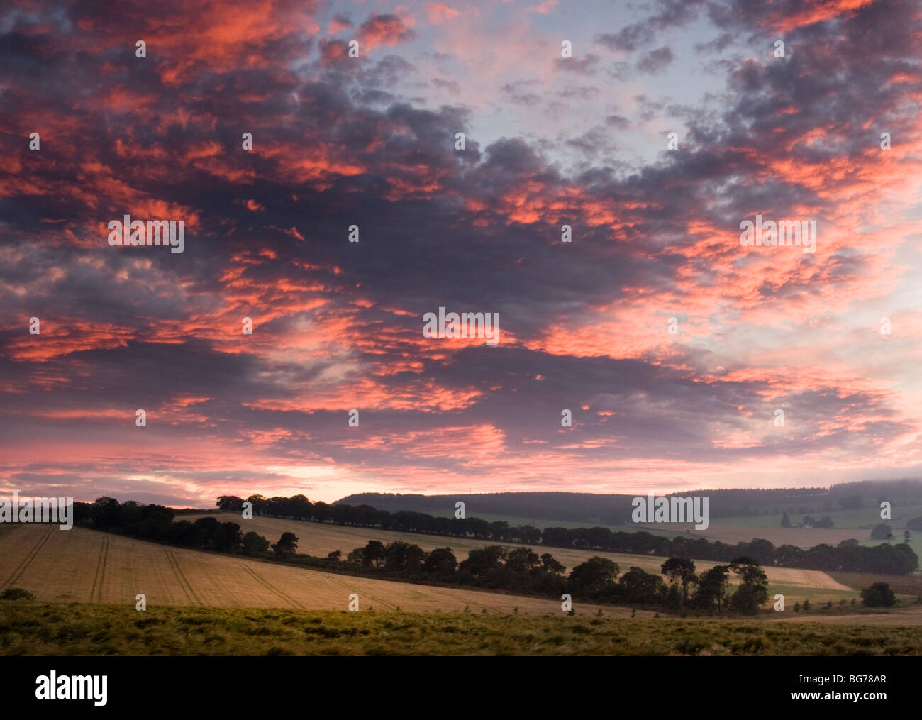Barley fields hi-res stock photography and images - Alamy